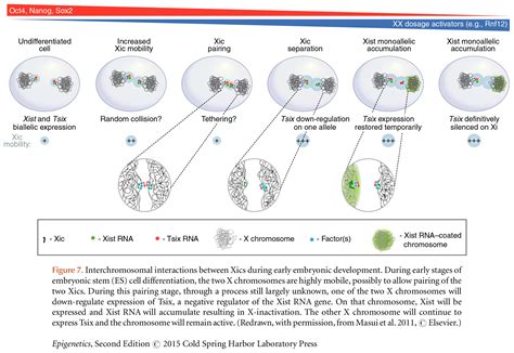 Long Range Chromatin Interactions