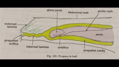 Anatomy Of Penis And Prepuce In The Domestic Animals Youtube