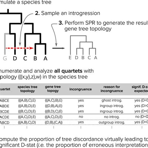 Species Treegene Tree Simulation 1 A Species Tree Is Generated