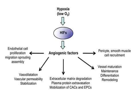 Hypoxia And Angiogenesis By Riki Nath Ppt