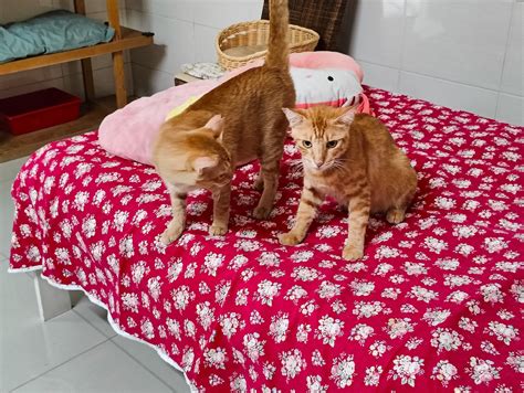 Gerald And The Girls Animalcare