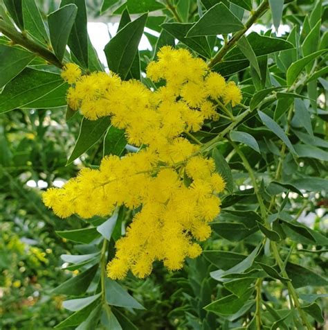 남사화훼단지 한플라워아울렛 방문기 네이버 블로그