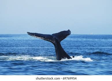 596 Whale Tail Slap Images, Stock Photos, 3D objects, & Vectors | Shutterstock