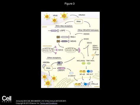 Cytosolic Sensing Of Viruses Ppt Download