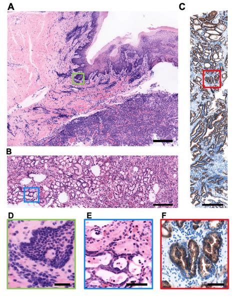 False Coloring Image Atlas Thick Tissues Were Stained With A