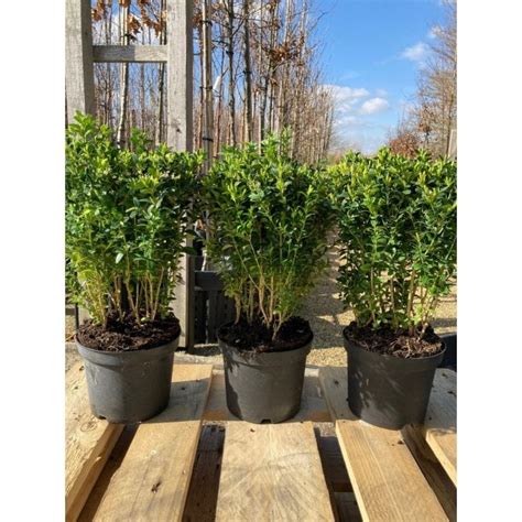 Box Hedge Plants Sale Box Hedging Plants Buxus Sempervirens