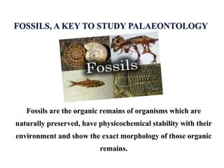 Fossils Fossilization Ppt