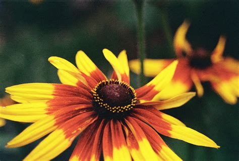 Background Coklat Photos Download The Best Free Background Coklat