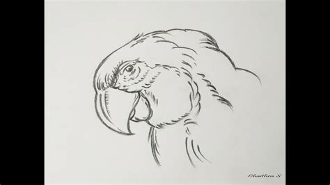 How To Draw Parrot Headlearn Parrot Head Drawing In A Easy Way Youtube