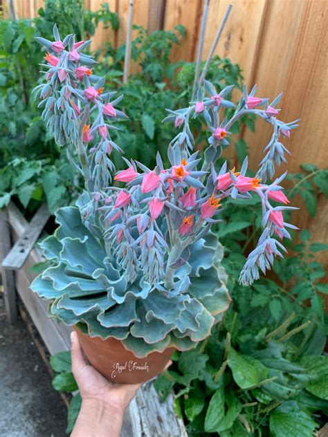 Mother Of Million Plant How To Maintain And Cultivate Artofit