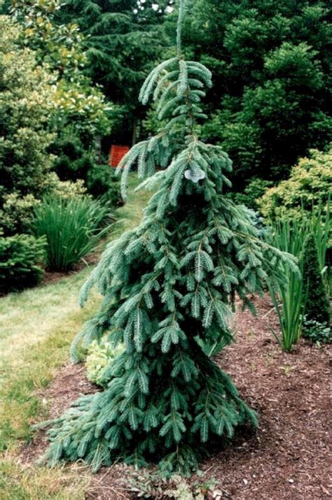 Front Yard Garden With Dwarf Pine Trees 13 Evergreen Landscape