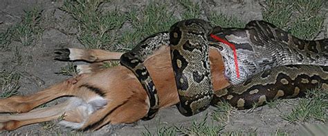 Stumbling Toward Awesomenesscreatures And Anatomy Reticulated Python