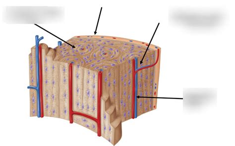 Diagram Of Microscopic Structure Of Bone Quizlet