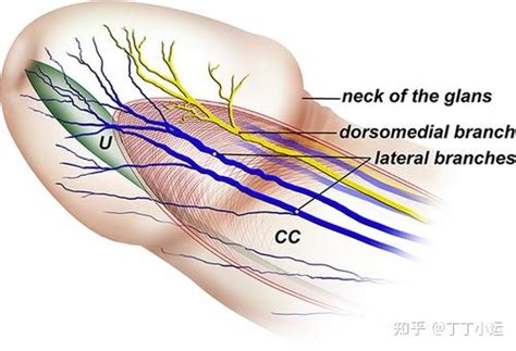 人类龟头上有8000多根神经！如何才能快速降低龟头敏感度？ 知乎
