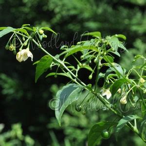 Cold Hardy Pepper Seeds Frost Tolerant Wild Perennial Pepper