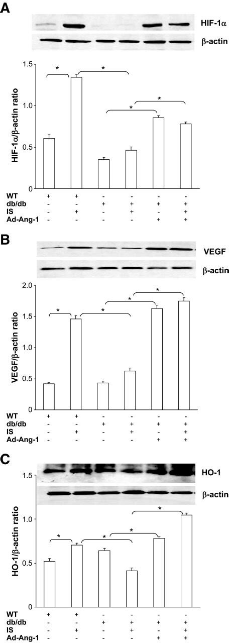 A Representative Western Blot And Densitometry Analyses Of Myocardial
