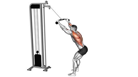 Effective Scapular Retraction Exercises For Improved Shoulder Stability Workout Guru
