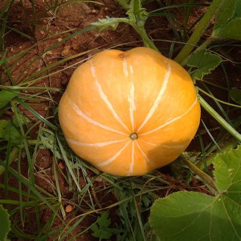 Pumpkin Small Squash Sahaja Seeds