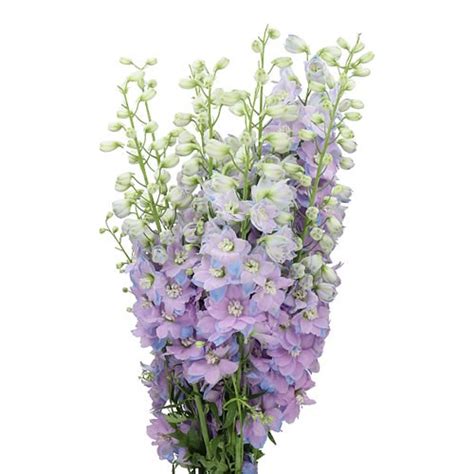 Delphinium Elatum Lavender 80cm Wholesale Dutch Flowers And Florist