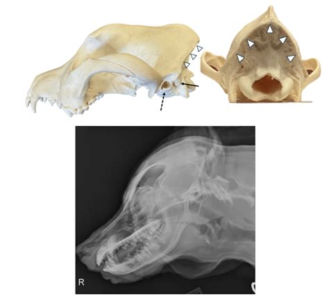 Lab 12 Bony Markings Of Skull Couple Others Diagram Quizlet