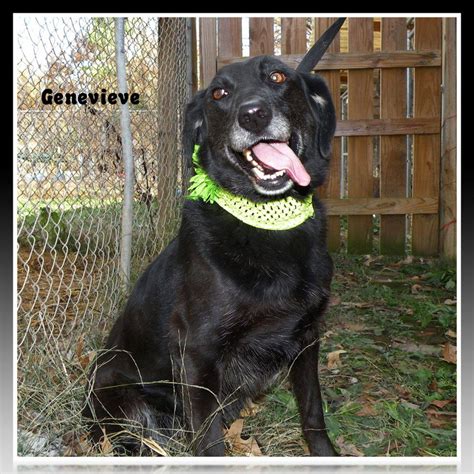 I Love Update Genevieve Is No Longer Available For Adoption Per