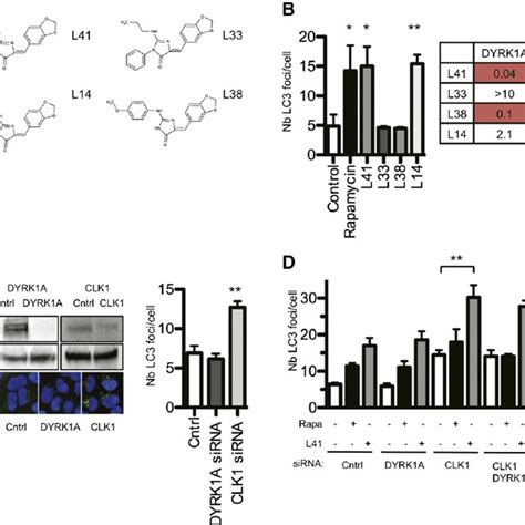 Leucettine L41 Potentiates Clk1 Sirna Induced Autophagy Through Pikfyve