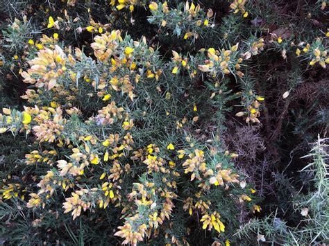 Premium Photo Top View Of Ulex Plant Bush With Yellow Flowers And