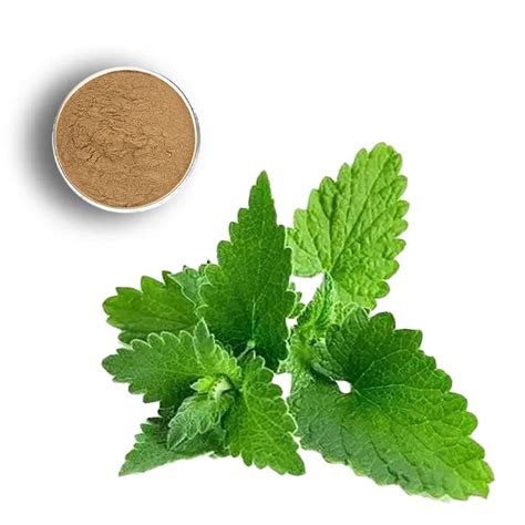 Lemon Balm Extract Uses Advantages And Manufacturing Processes
