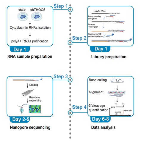 Cell Press Star Protocols
