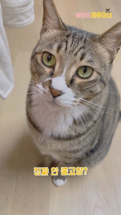 초콜릿 먹는 고양이 초콜릿 써는 엄마 자기 차례 기다리는 고양이 너는 안 돼 근데 난 먹을 거야 미묘 엄마바라기 귀여운 고양이 빵레옹 Cute Cat Youtube