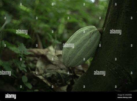 A Green Cocoa Pod Growing On The Tree Stock Photo Alamy