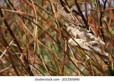 1 198 Mating Locust Images Stock Photos Vectors Shutterstock