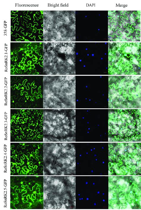 Subcellular Localization Of The Fusion Protein Rosnrks Gfp In N