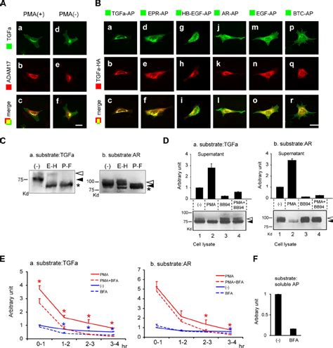 Subcellular Localization Of Egfr Ligands And Effect Of Pma Stimulation