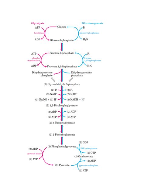Solution Gluconeogenesis Pathway Studypool