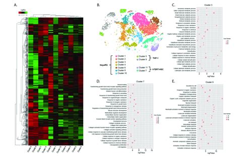 Graph Based Clustering Of Untreated Mts To Identify Cell Sub Groups Download Scientific