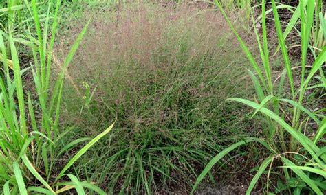 Eragrostis Spectabilis Growing Purple Love Grass