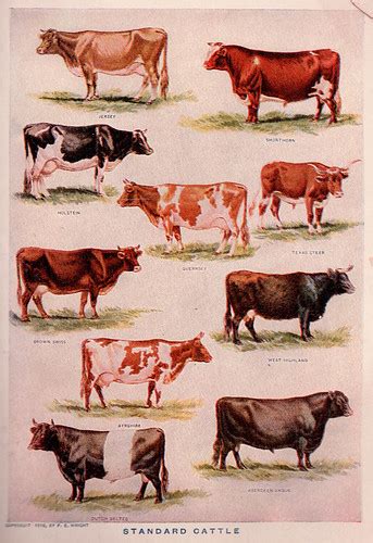 Cows This Color Illustration Is From Websters New Illustr… Flickr