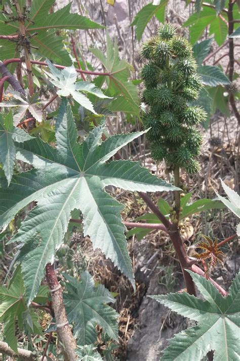 01744 Higuerilla Ricinus Communis Repositorio Digital Flora De La