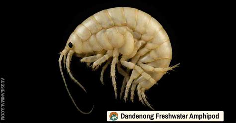 Dandenong Freshwater Amphipod Austrogammarus Australis Australian