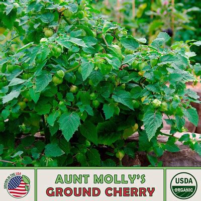20 Aunt Mollys Ground Cherry Seeds Organic Open Pollinated Genuine