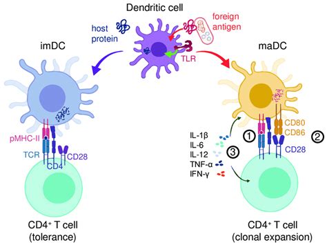 Dc Response To The Antigen Challenge Dcs Can Process Either