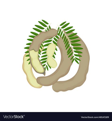 Realistic Green Tamarind Royalty Free Vector Image