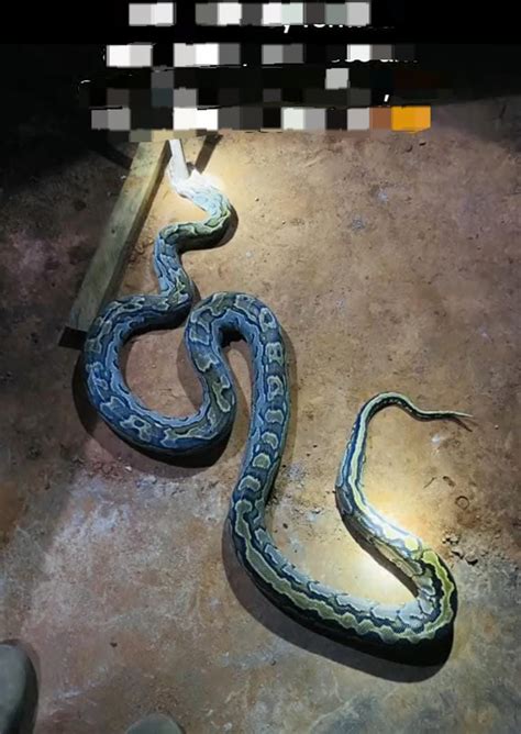 Nigerian Soldier Recounts How He Killed And Ate A Huge Python That Was