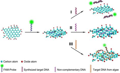 Scheme For The Fluorescent Ssdna Detection Based On The Dna