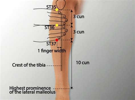 St 36 Zusanli Stomach Meridian Acupuncture Point