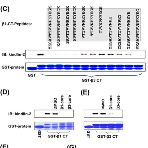 Kindlin 2 And Talin Head Domain Can Associate Simultaneously With The Download Scientific