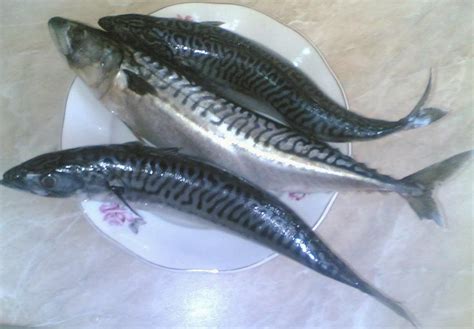 Macrou Marinat Preparatedevis Ro