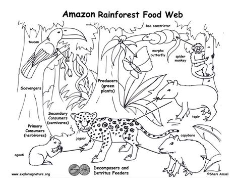Interdependence The Tropical Rainforest