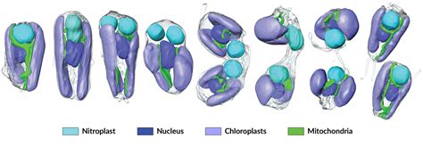Symbiotic Nitrogen Fixing Microbe Evolves Into Organelle